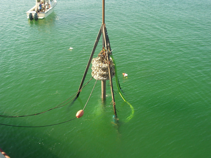 Pearson Sustainable Solutions - Artificial Reefs