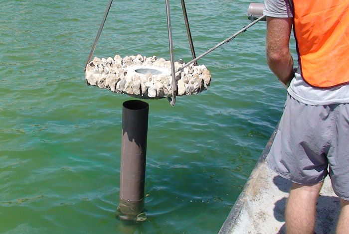 Pearson Sustainable Solutions - Artificial Reefs